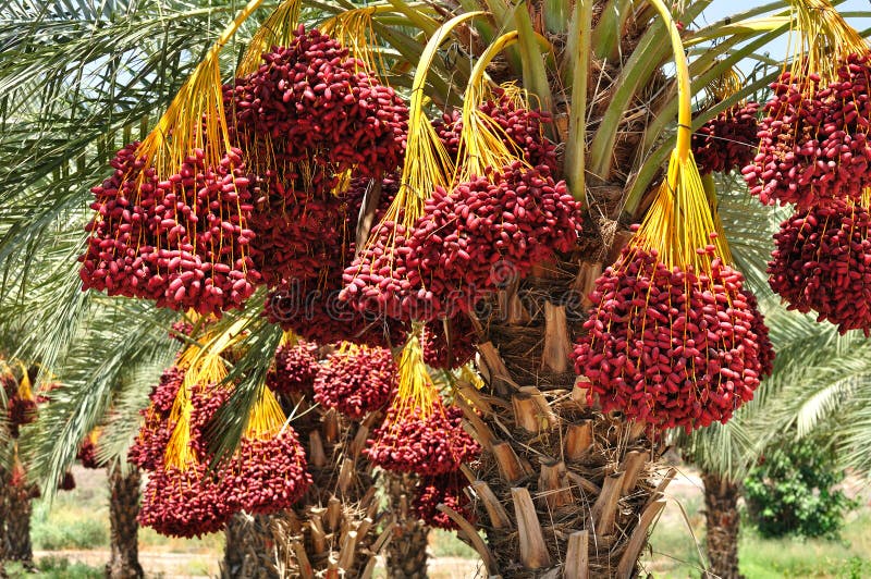 Dates harvest. stock photo. Image of agriculture, fruit - 45458198