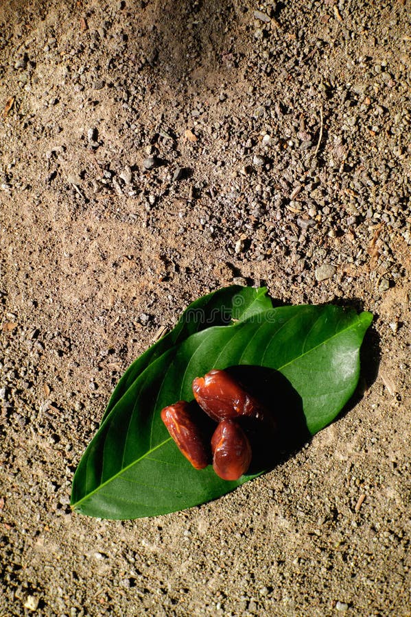 Dates are Laid on Leaves on the Sand Stock Image - Image of laid, green ...