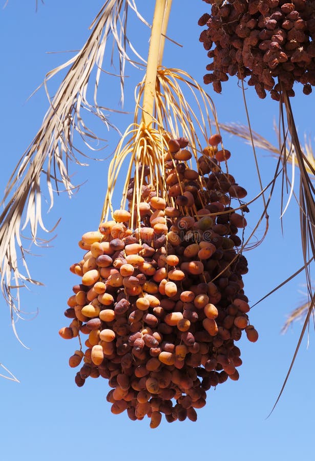 Dattes Sur Un Palmier De Datte Photo stock - Image du arbre, musulmans ...