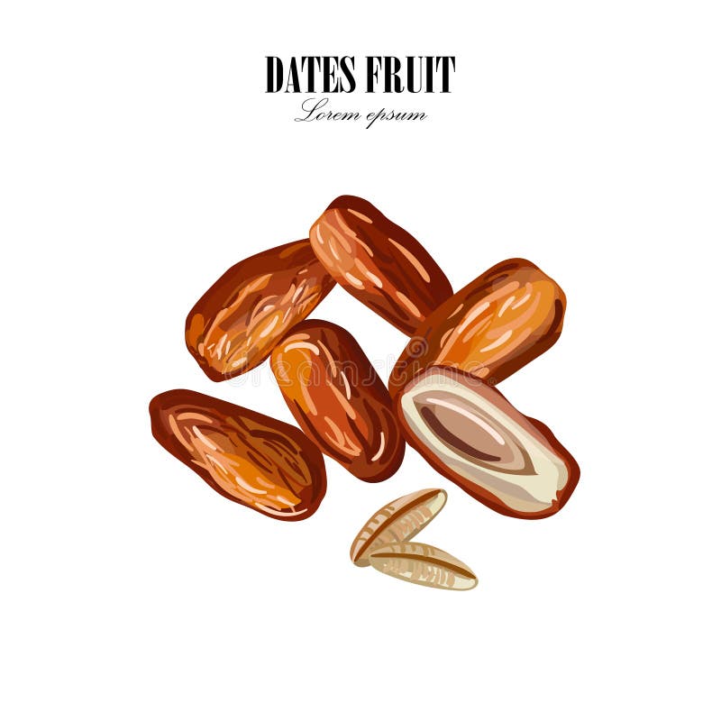 Dates with Palm Leaves on White Background. Vector Illustration. Stock ...