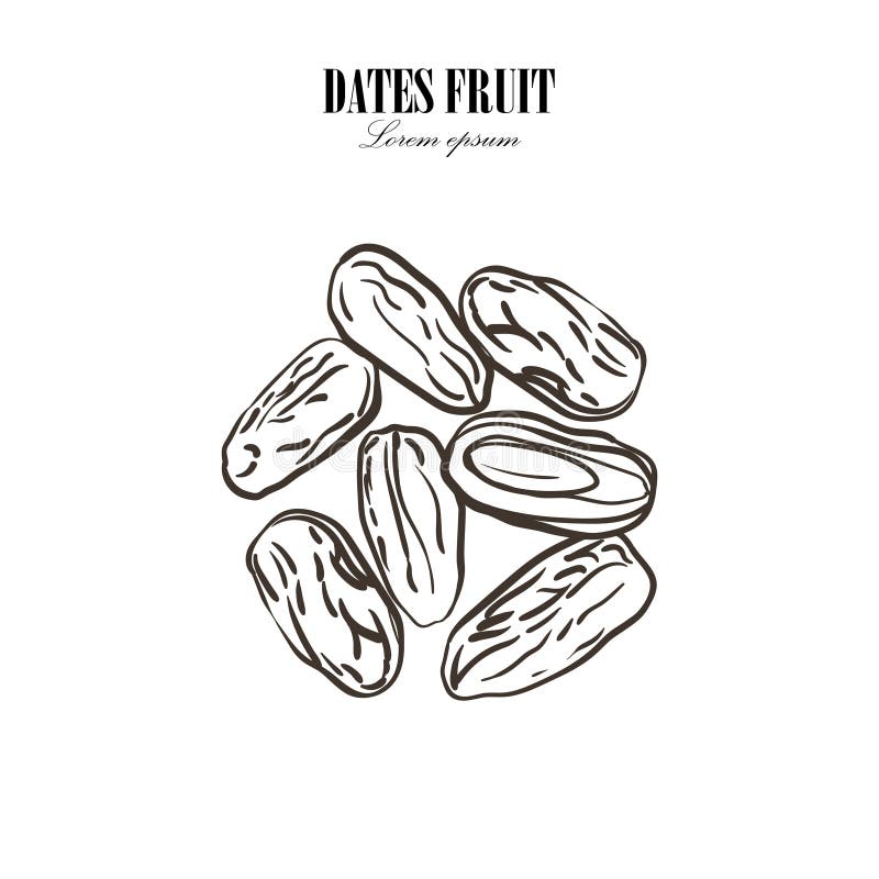 Dates With Palm Leaves On White Background. Vector Illustration. Stock ...