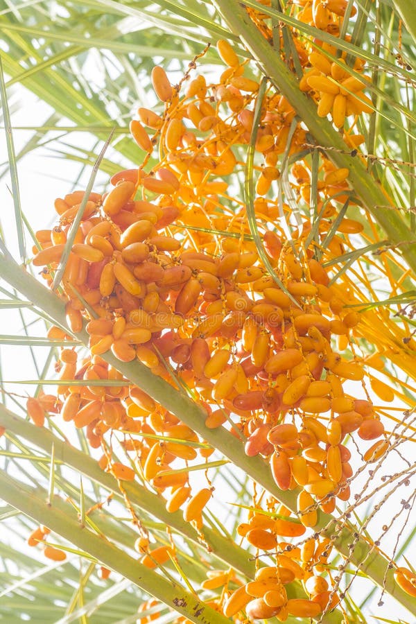 Dates stock image. Image of fruit, beauty, blue, dates - 56442451