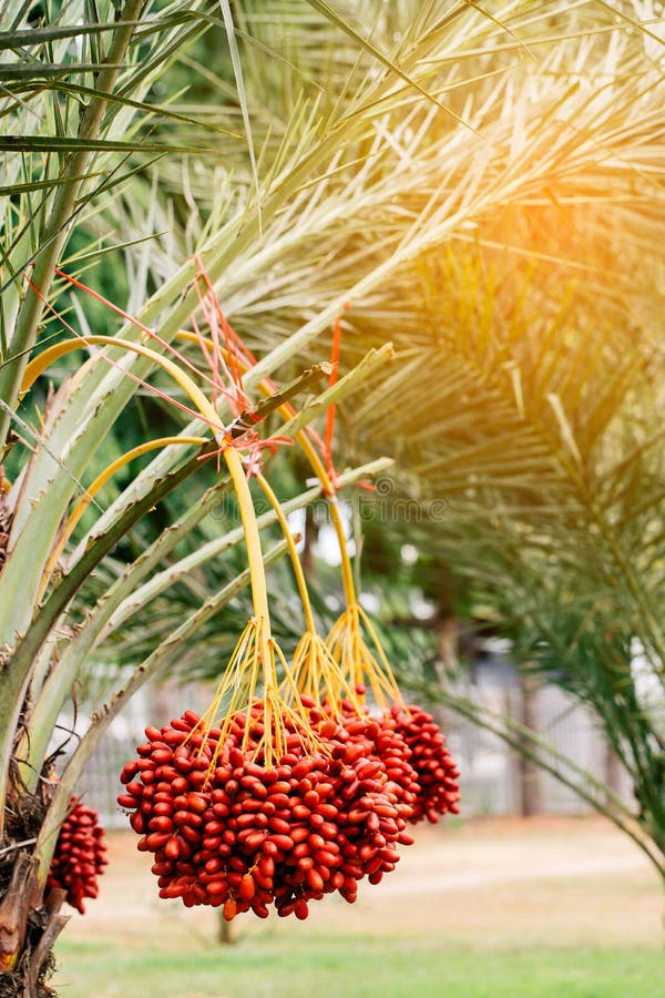 Dates Palm Branches With Ripe Dates Stock Photo - Image of fresh ...