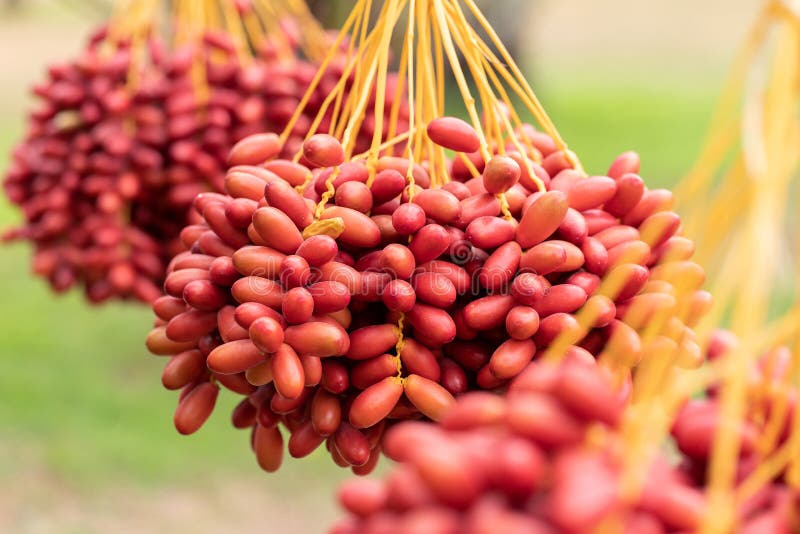 Dates Palm Branches with Ripe Dates Stock Photo - Image of dates, green ...