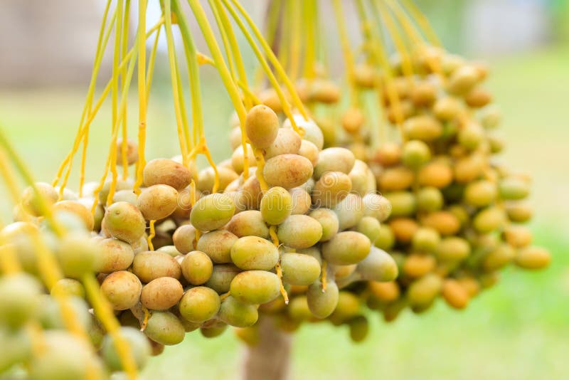 Dates Palm Branches with Ripe Dates Stock Photo - Image of branch ...