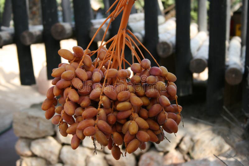 Dates Palm Branches with Ripe Dates. Stock Photo - Image of branches ...