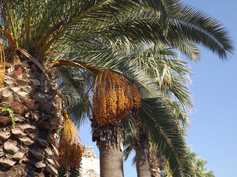 The dates on the palm stock photo. Image of date, tree - 45182710