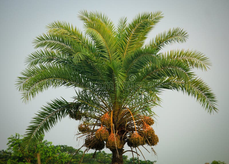 Dates on a Palm Tree in Bangladesh Stock Image - Image of fresh, greece ...