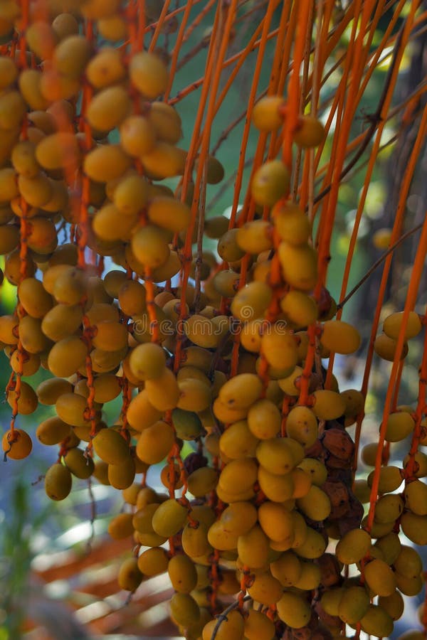Dates on a Palm Tree. Branch with Dates Stock Photo - Image of dates ...
