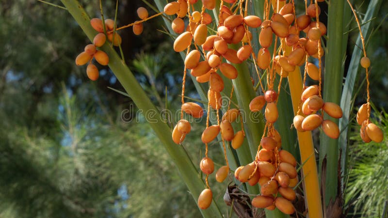 Dates on a Palm Tree, a Bunch of Fruit on a Date Palm Stock Photo ...
