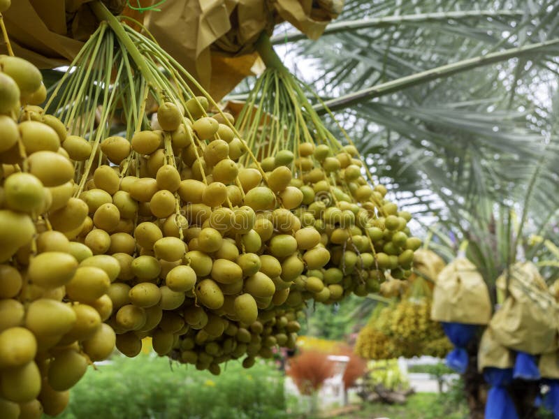 Dates on palm tree. stock photo. Image of date, harvest - 228606804