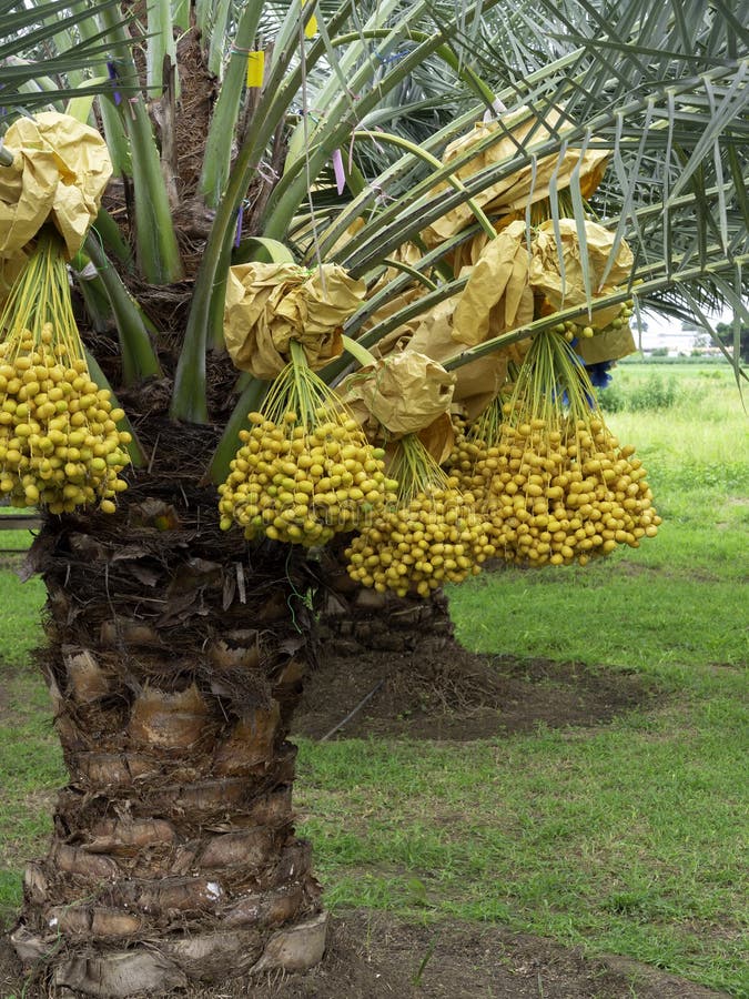 Dates on palm tree. stock photo. Image of dried, healthy - 228606778