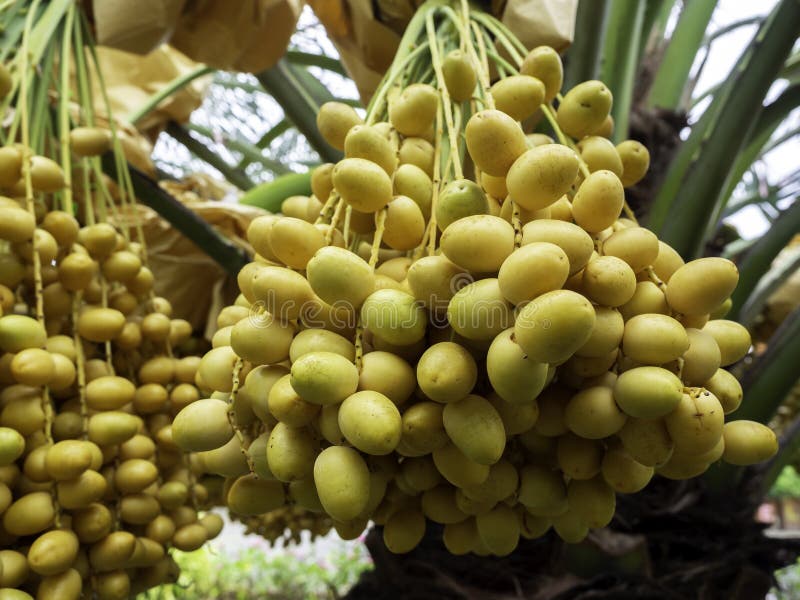 Dates on palm tree. stock image. Image of dried, fresh - 228606793