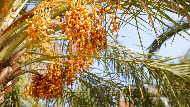Dates on a Palm Tree. Closeup of Colourful Dates Clusters Stock Image ...