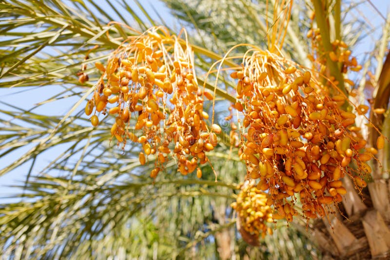 Dates on a Palm Tree. Closeup of Colourful Dates Clusters Stock Photo ...