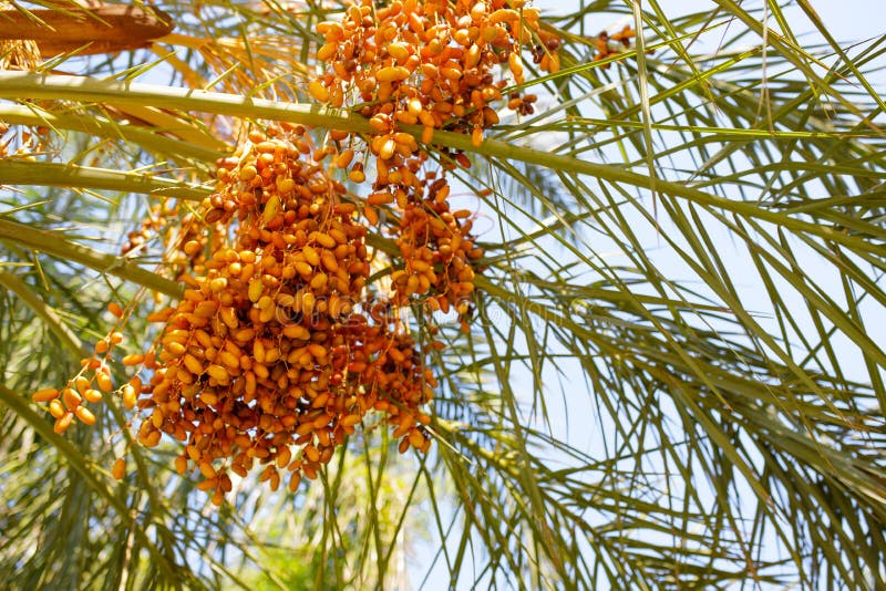 Dates on a Palm Tree. Closeup of Colourful Dates Clusters Stock Image ...