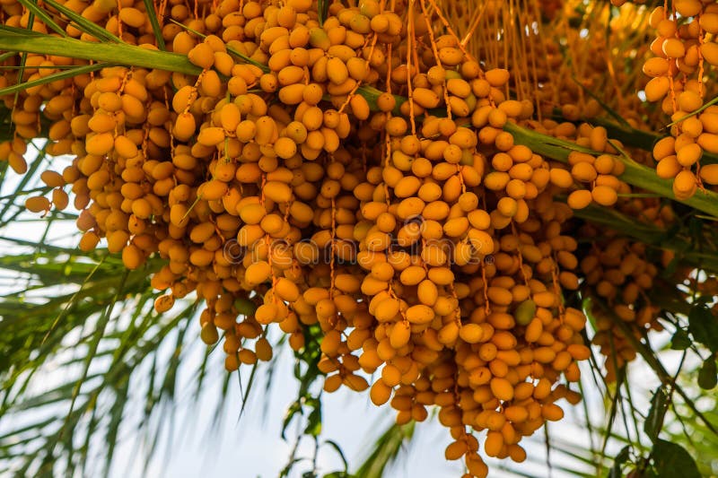 Fresh Dates Hanging on the Date Tree Stock Photo - Image of food ...