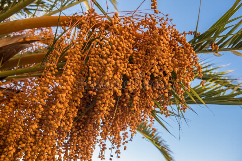 Dates on a palm tree stock image. Image of natre, tree - 83861729