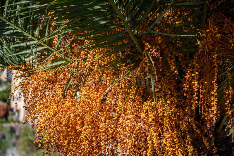 Dates on a palm tree stock photo. Image of vivid, fruit - 83865792