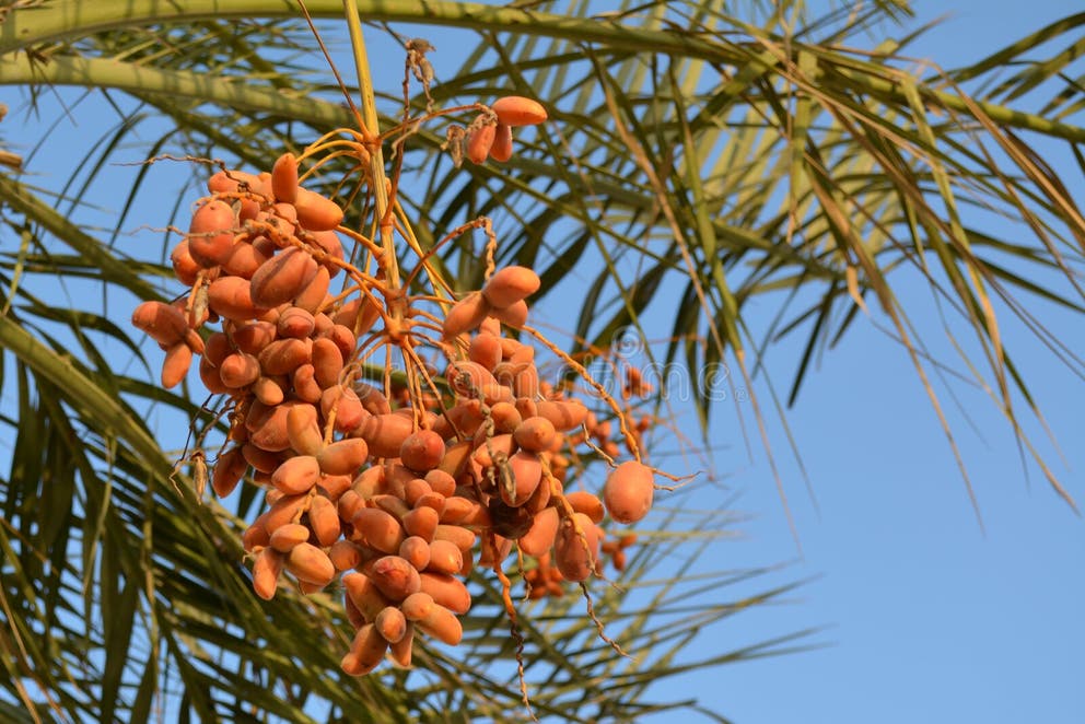 Dates on a palm tree stock image. Image of fruit, hanging - 38359757