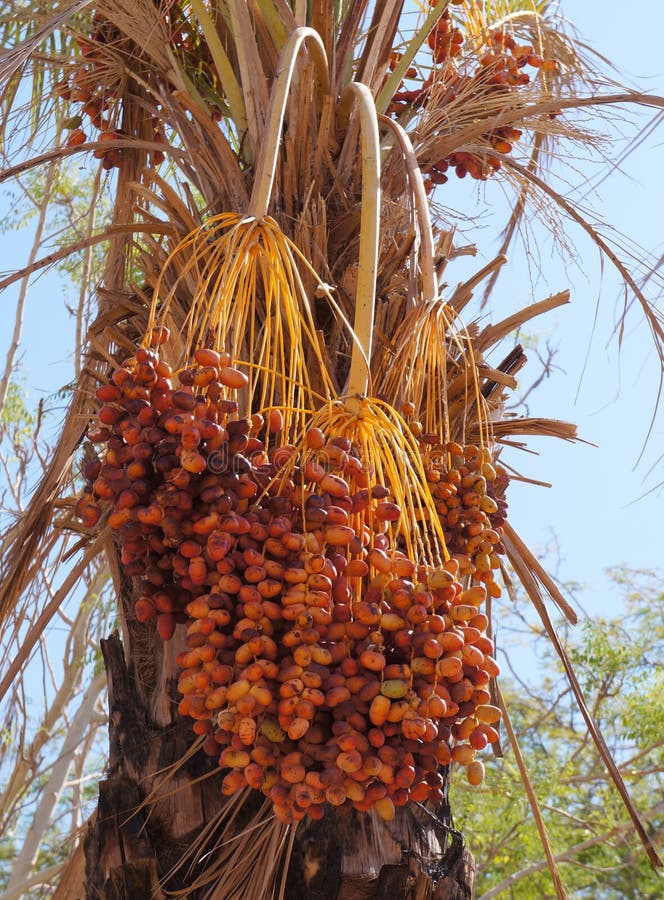 782 Palm Red Fruit Dates Palm Tree Photos - Free & Royalty-Free Stock ...