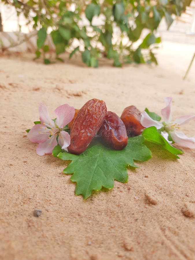 Fruits of Desert Quandong stock image. Image of plant - 186784565