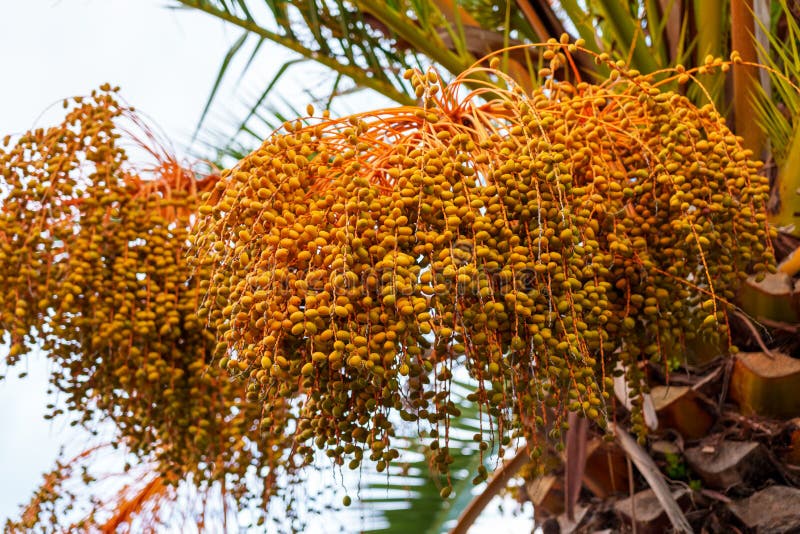 Dates on a Phoenix Dactylifera Palm Tree Stock Image - Image of ...