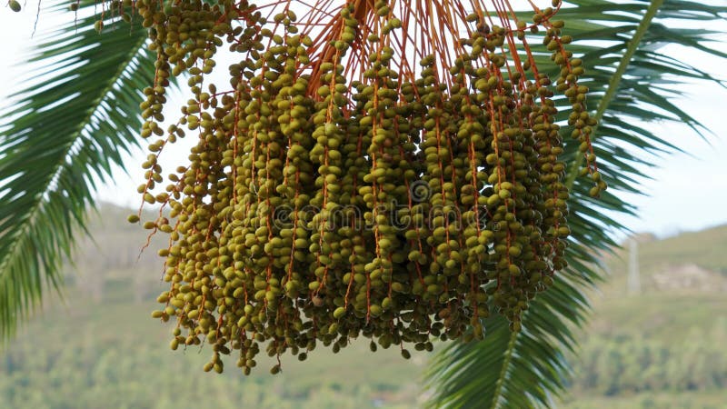 Dates on a Phoenix Dactylifera Palm Tree Stock Footage - Video of ...