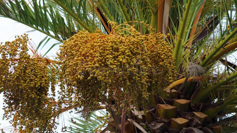 Dates on a Phoenix Dactylifera Palm Tree Stock Footage - Video of dates ...