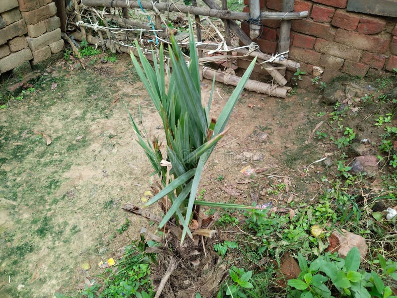 Dates Plant Small Beauty Plants Stock Photo - Image of tree, growth ...
