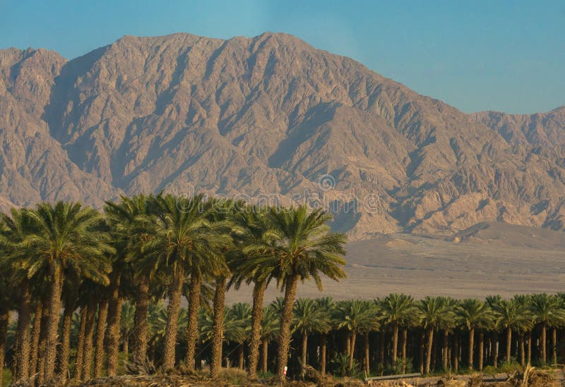 Plantations of Dates Palms in Israel Stock Photo - Image of farm ...