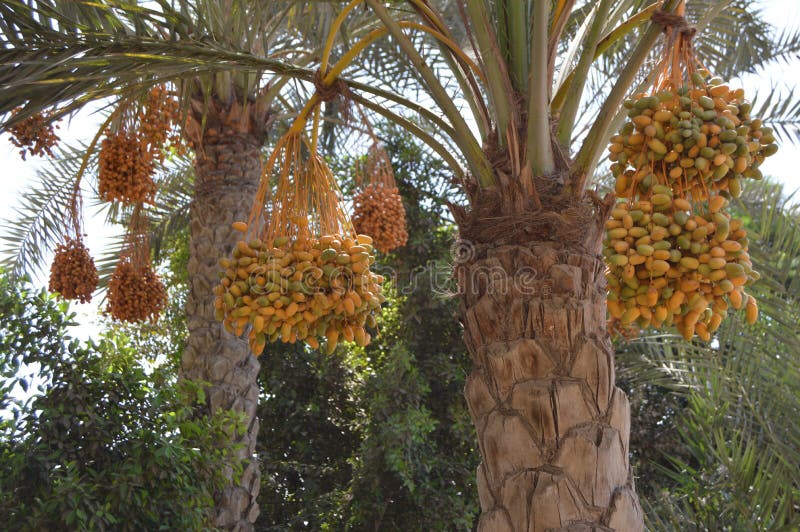 Dates ready for picking. stock image. Image of ready - 81656169