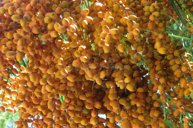 Date tree stock photo. Image of tree, bottom, leaves - 27103980