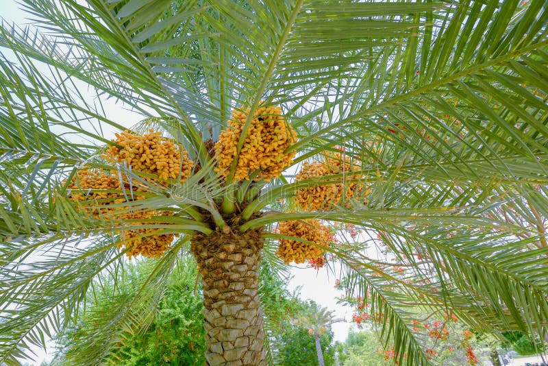 Dates Ripening on a Date Palm Tree Stock Image - Image of arab, muscat ...