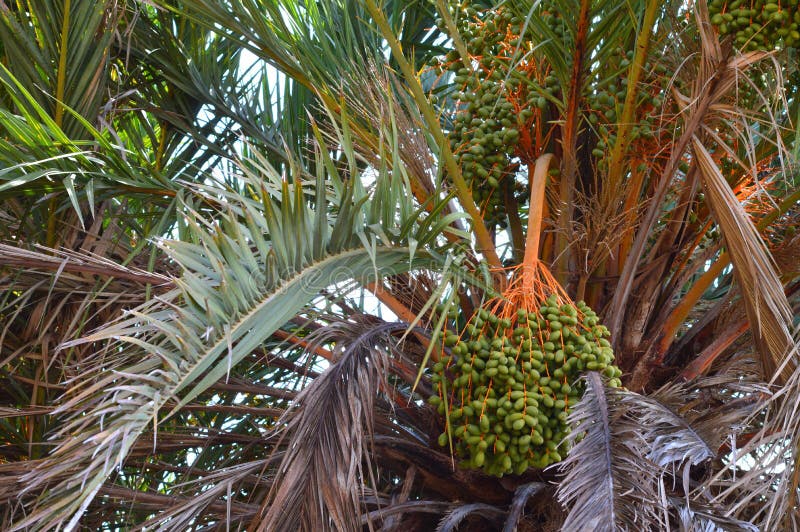 Red Dates Palm Tree Palms stock image. Image of kindle - 45059711