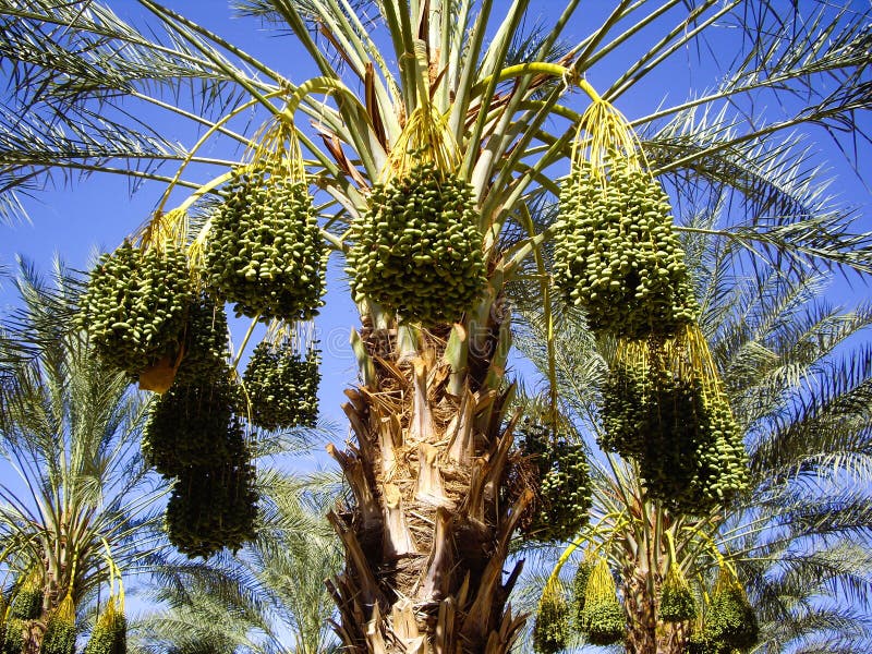 Dates Ripening on the Palm Trees Stock Photo - Image of medula, green ...