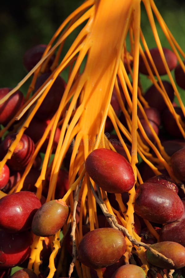 Dattes Rouges Du Maroc Mûrissant Au Soleil Image stock - Image du ...