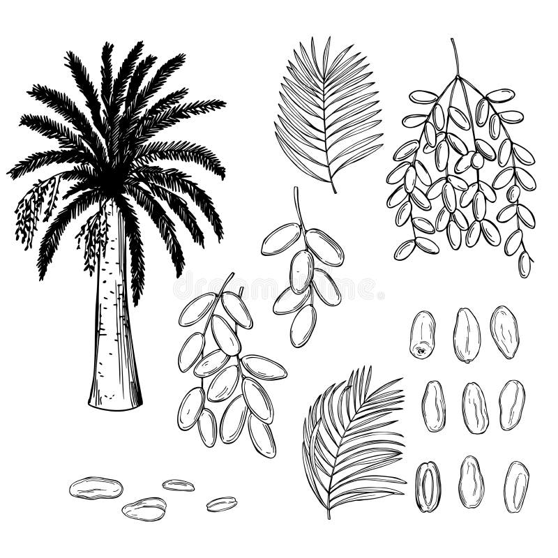 Dates Set. Vector Illustration Stock Vector - Illustration of leaf ...
