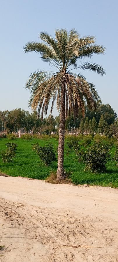 Date tree tall beautiful stock image. Image of tree - 172057189