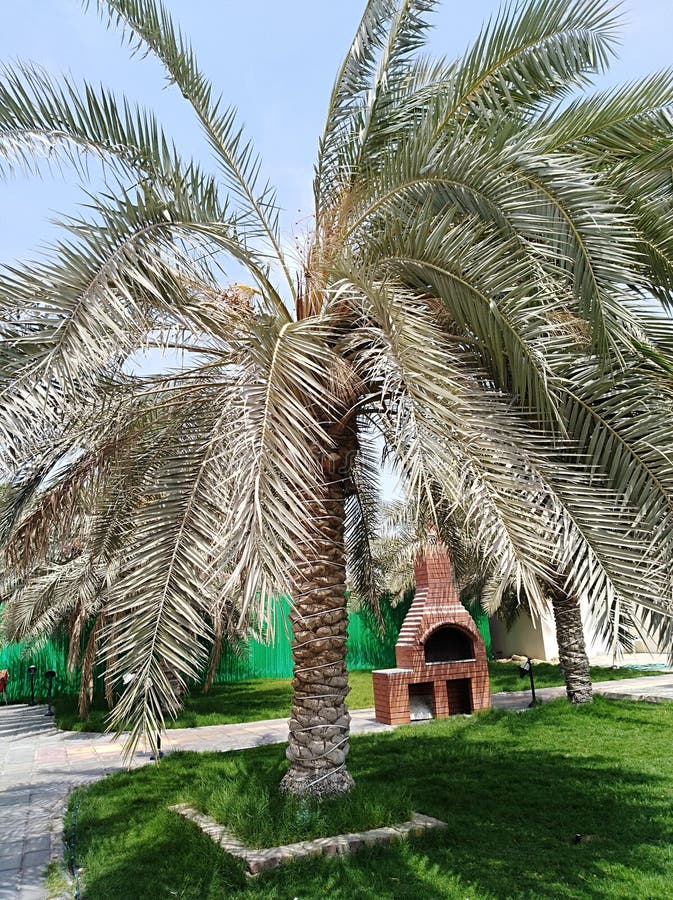 Dates tree stock photo. Image of islamic, tree, dates - 125031988