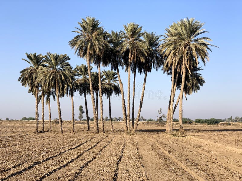 Dates tree stock photo. Image of tastes, dates, attractive - 219168390