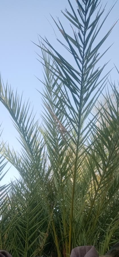 A dates tree stock photo. Image of stood, land, tall - 125992698