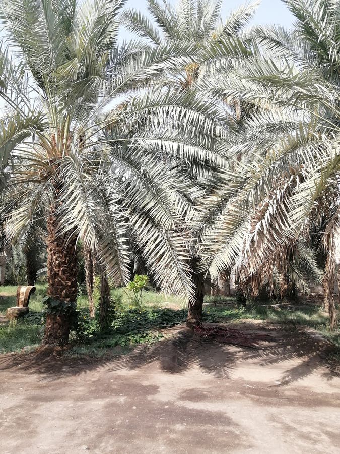 Dates Tree stock photo. Image of plantation, bates, shrub - 211860498