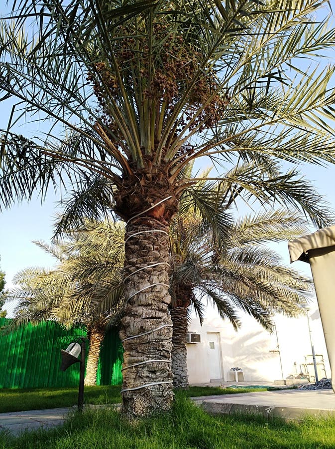 Dates tree stock image. Image of middle, east, tamar - 125236803