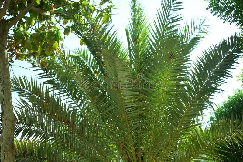 Dates tree stock image. Image of dates, nature, close - 99541697