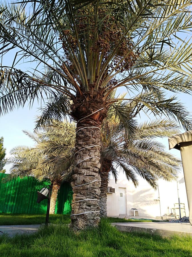 Dates tree stock photo. Image of east, middle, dates - 125031226