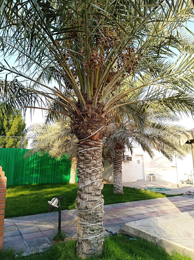 Dates tree stock photo. Image of east, middle, dates - 125031226