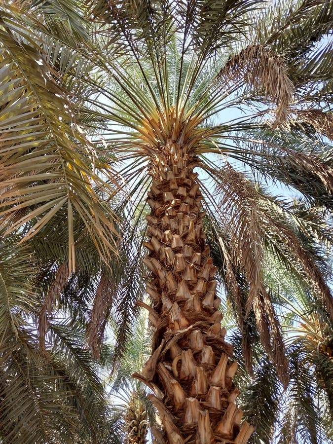 Dates Tree with Detailed Trunk Under the Sun Stock Photo - Image of ...