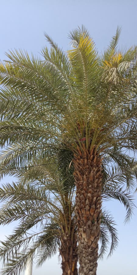 Dates Tree Farm in Jordan Valley during Springtime Stock Photo - Image ...