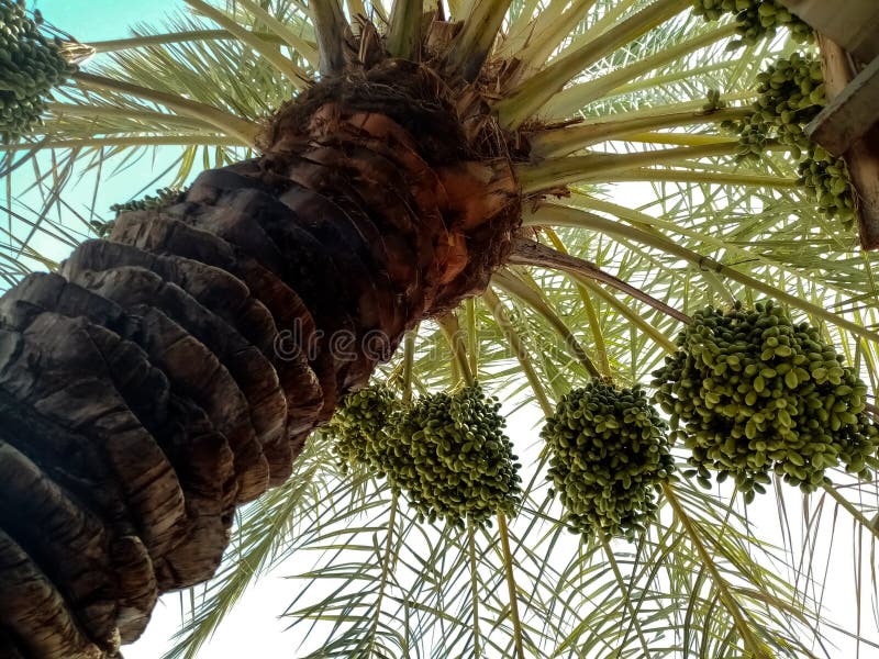 Dates Tree and Fresh Green Dates in a Arabian Land Stock Photo - Image ...